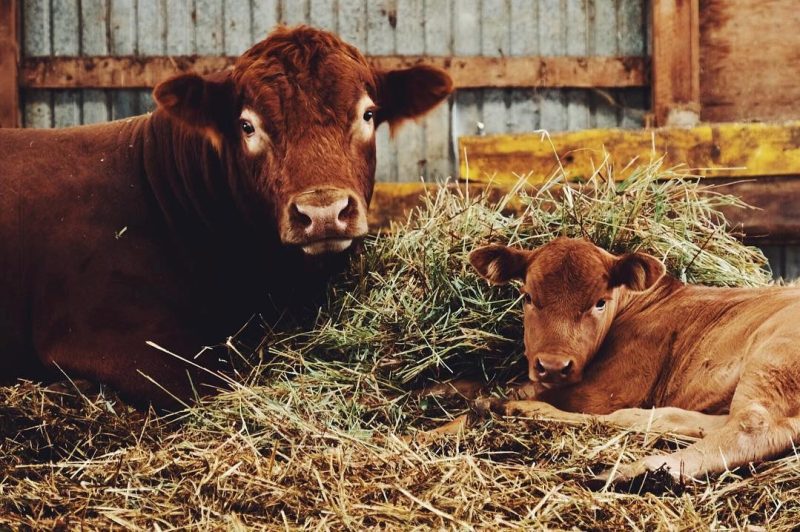 Aldor Acres Family Farm - Fraser Valley