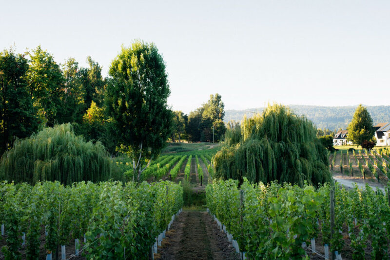Cannon Estate Winery - Fraser Valley