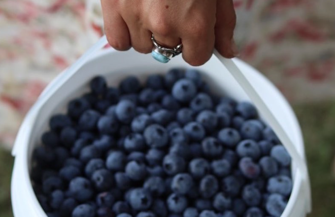 Windberry Farms - The Fraser Valley