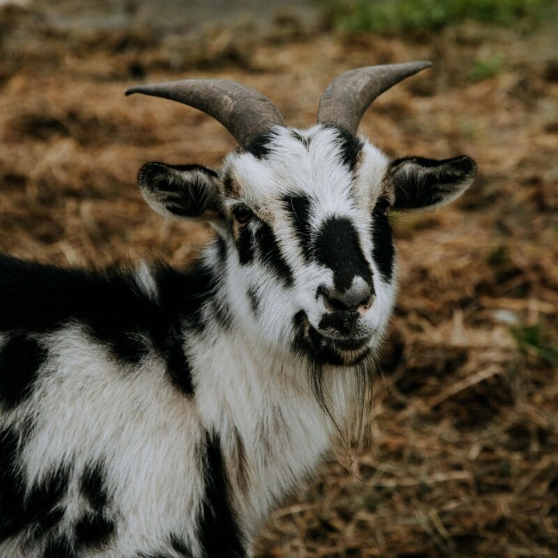 12 Fraser Valley Farm Experiences to Make the Most of Spring - The ...
