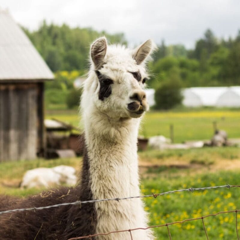 12 Fraser Valley Farm Experiences to Make the Most of Spring - The ...