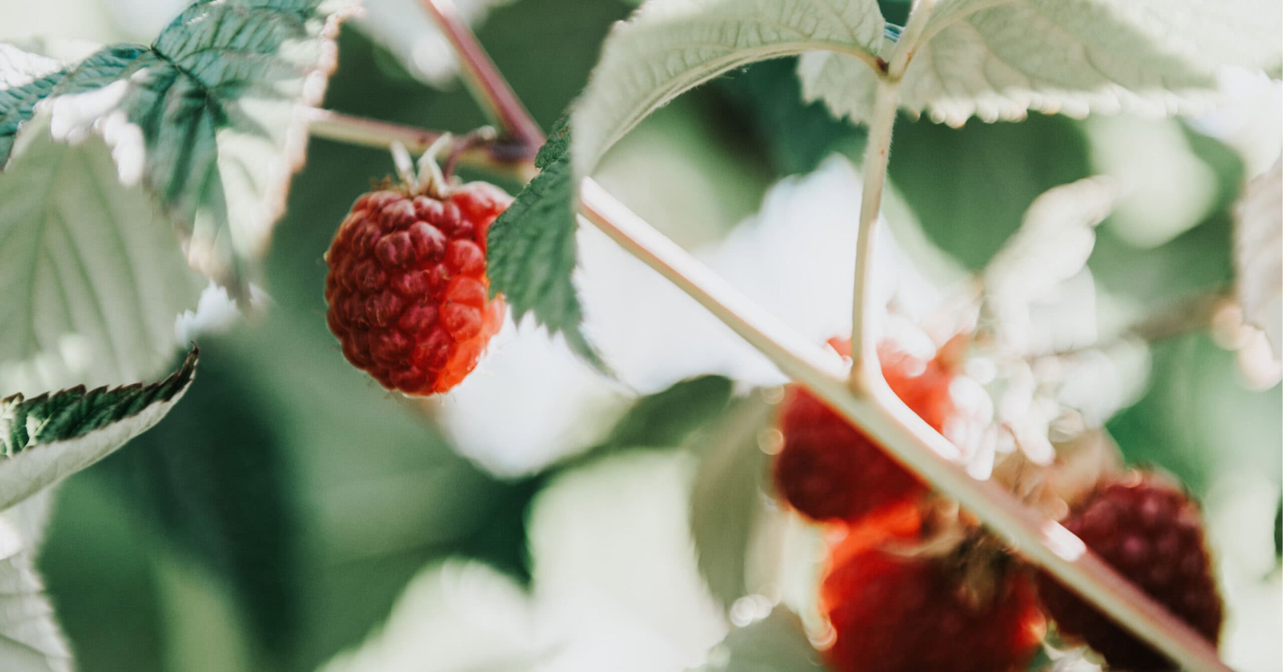 17 Fun Summer Farm Experiences in the Fraser Valley - The Fraser Valley