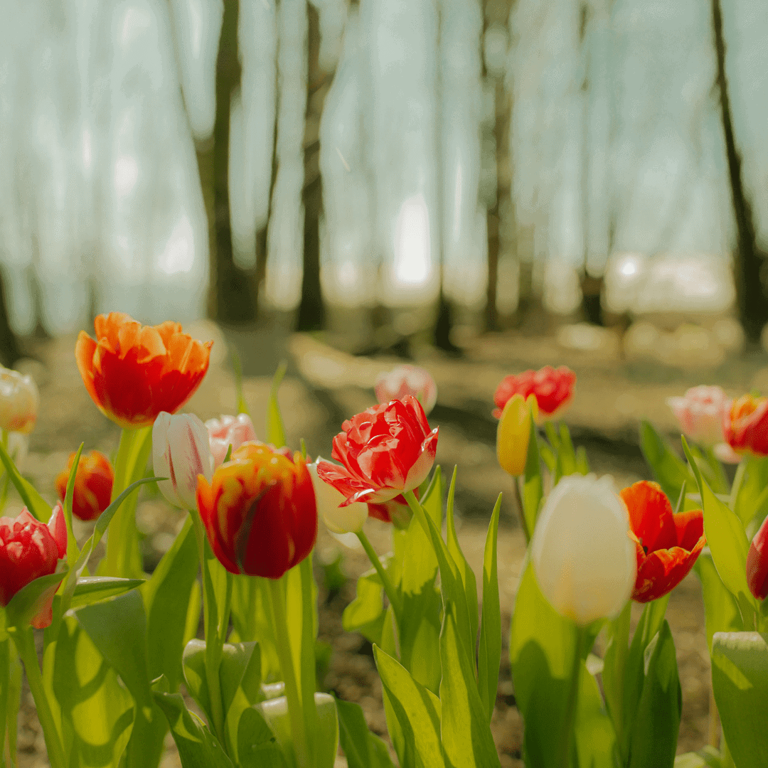 Your Guide to 2025 Fraser Valley Tulip Festivals - The Fraser Valley