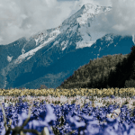 Your Guide to 2025 Fraser Valley Tulip Festivals - The Fraser Valley