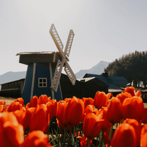 Your Guide to 2025 Fraser Valley Tulip Festivals - The Fraser Valley