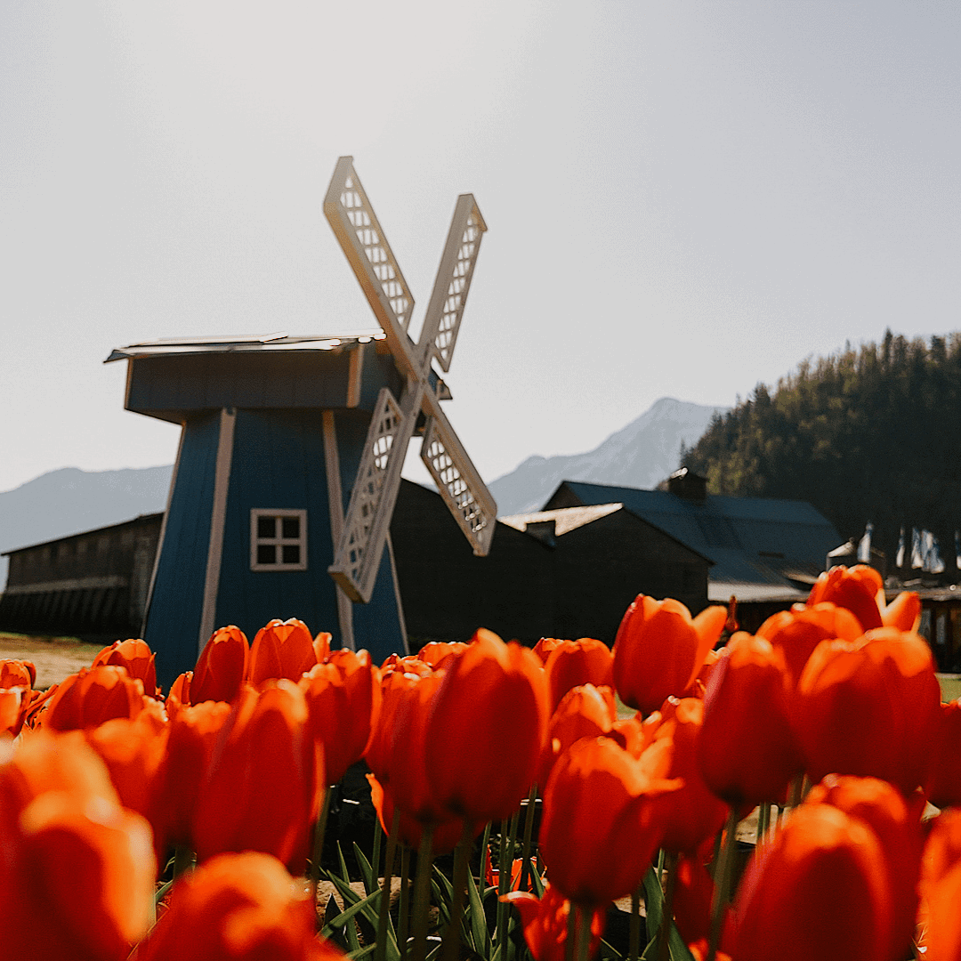 Your Guide to 2025 Fraser Valley Tulip Festivals - The Fraser Valley