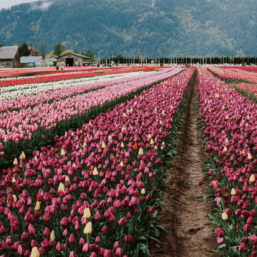 Your Guide to 2025 Fraser Valley Tulip Festivals - The Fraser Valley