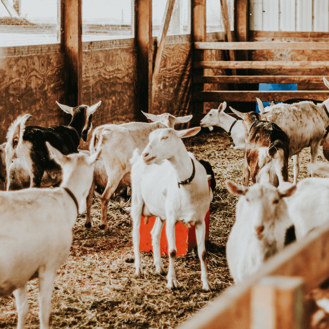 14 Spring Farm Experiences in the Fraser Valley - The Fraser Valley