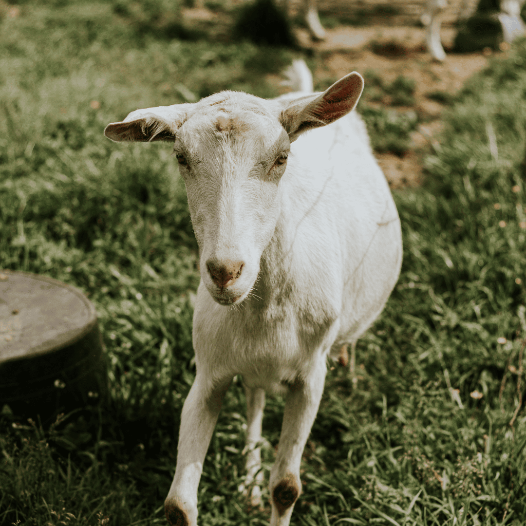 14 Spring Farm Experiences in the Fraser Valley - The Fraser Valley