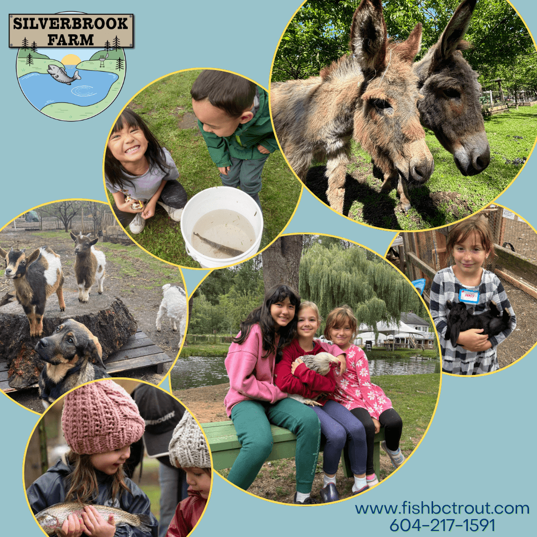 Friendly Farm Animals Day Camp! At Silverbrook Farm - The Fraser Valley