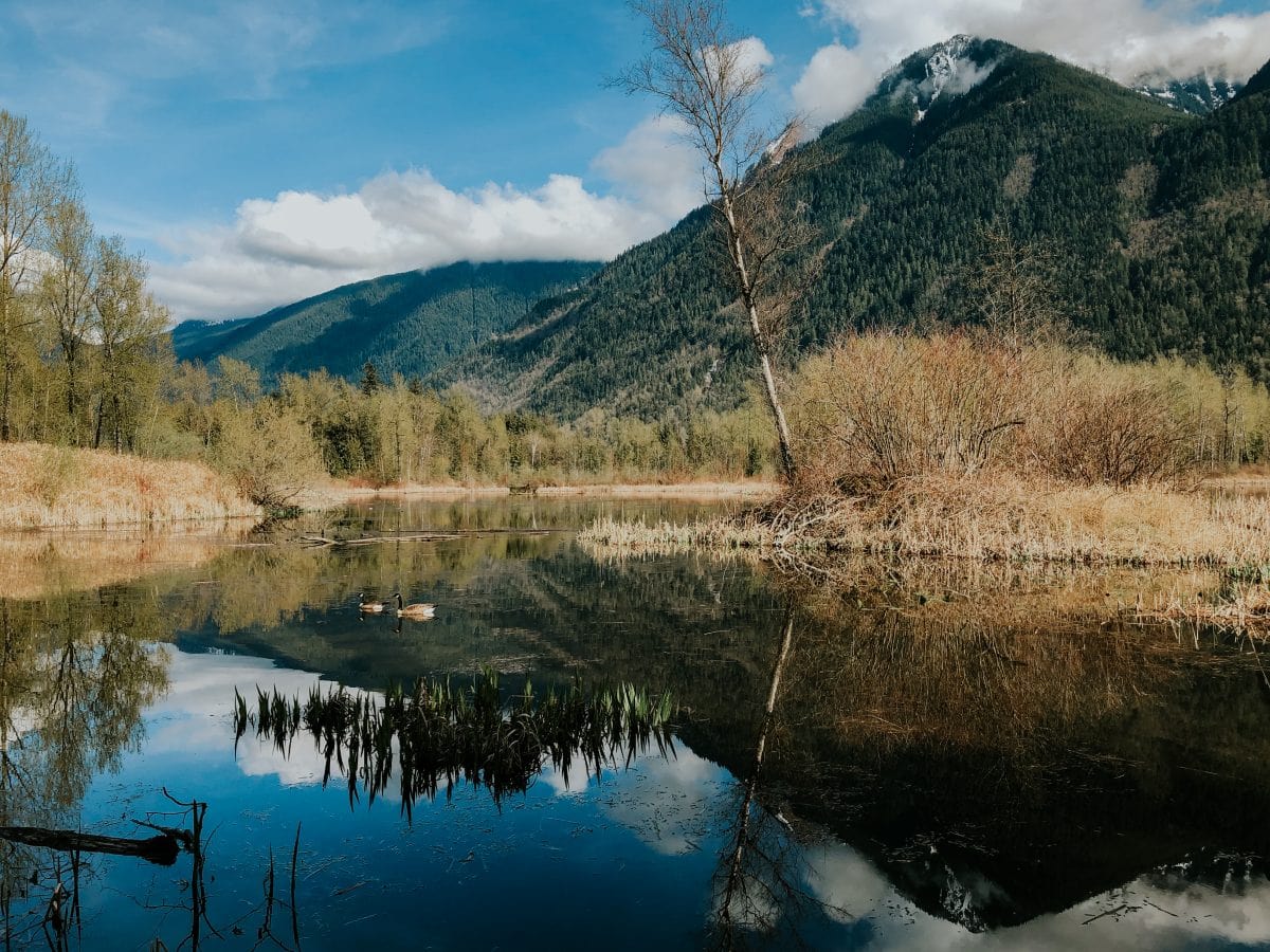 Cheam Wetlands - The Fraser Valley